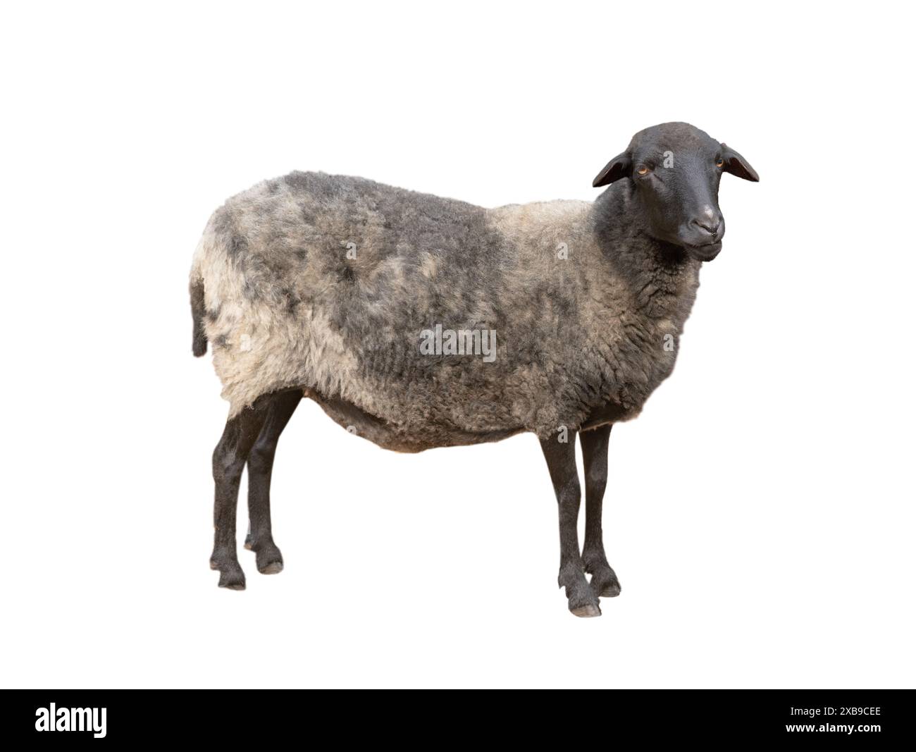 Gray black sheep hi-res stock photography and images - Alamy