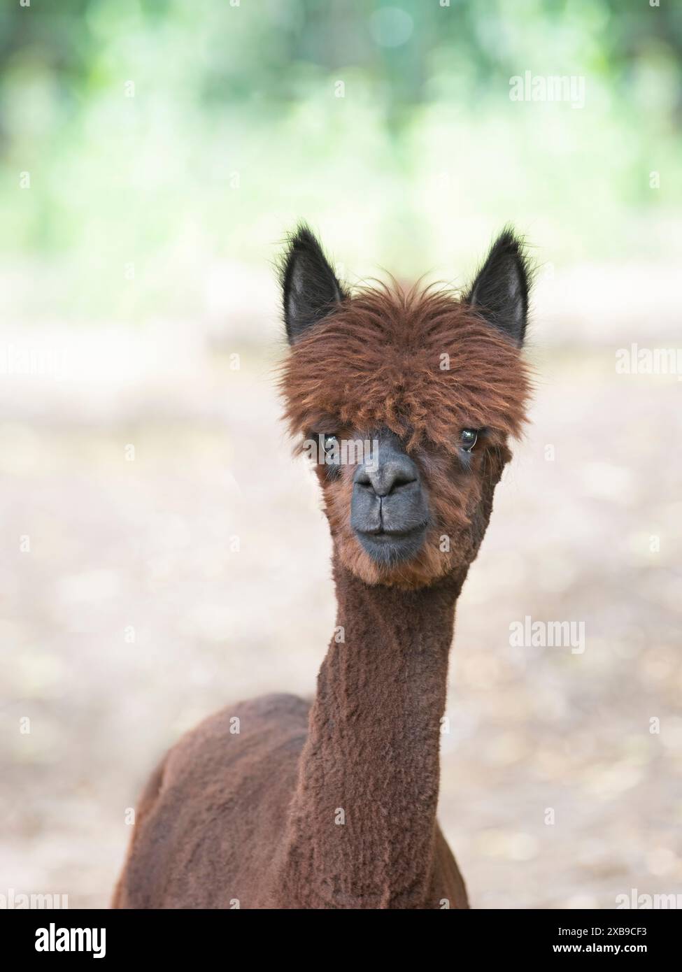 beautiful alpaca after shearing at the farm Stock Photo - Alamy