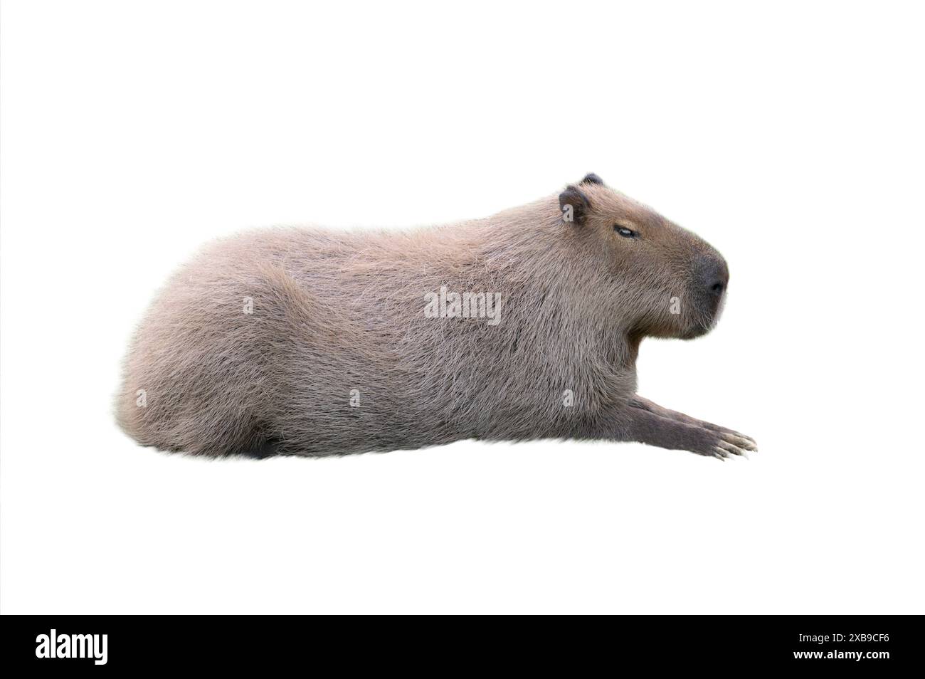 capybara isolated on white background Stock Photo - Alamy