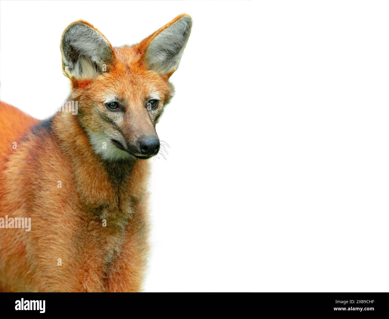 portrait maned wolf isolated on white background Stock Photo - Alamy