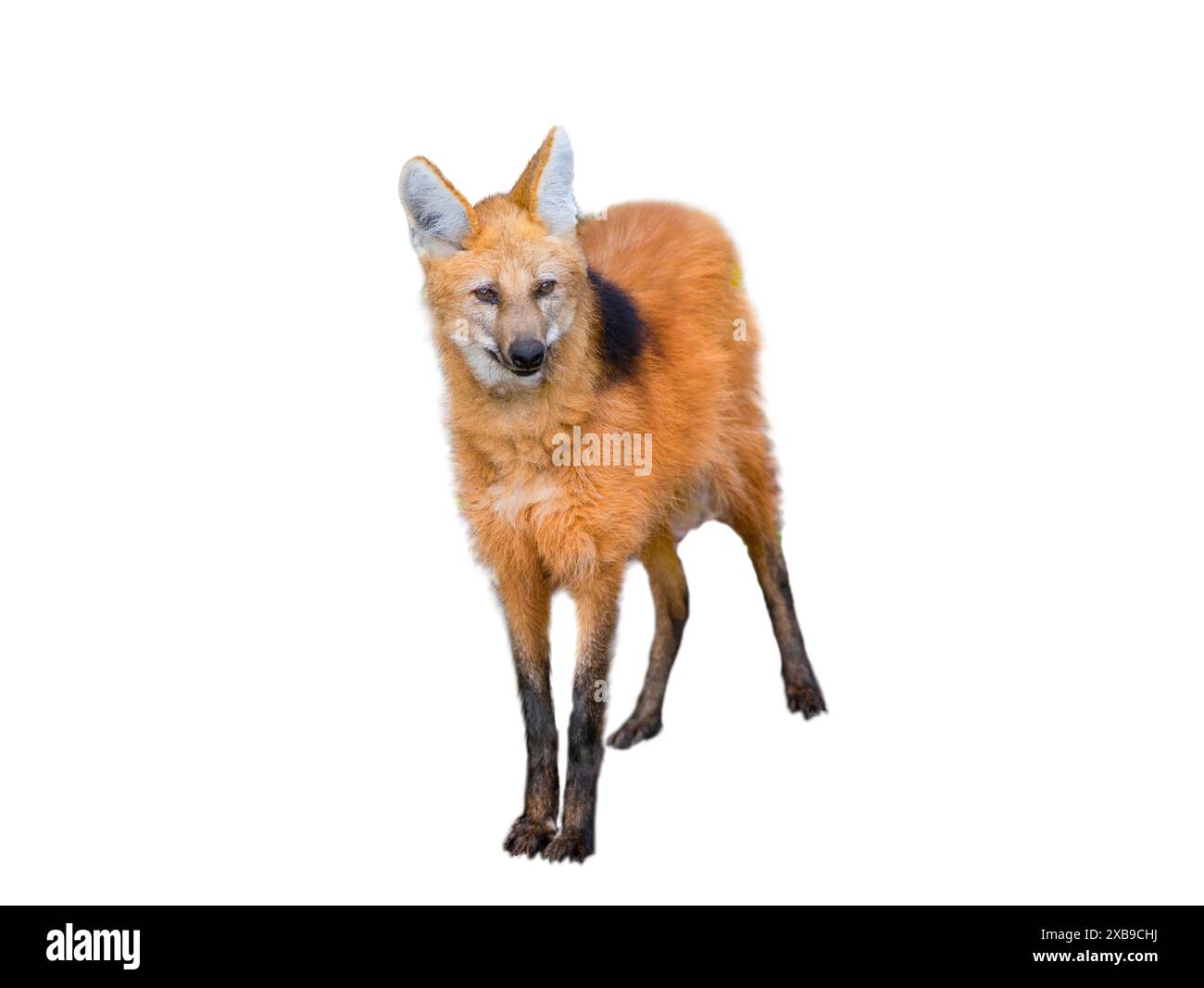 Red maned wolf chrysocyon hi-res stock photography and images - Alamy