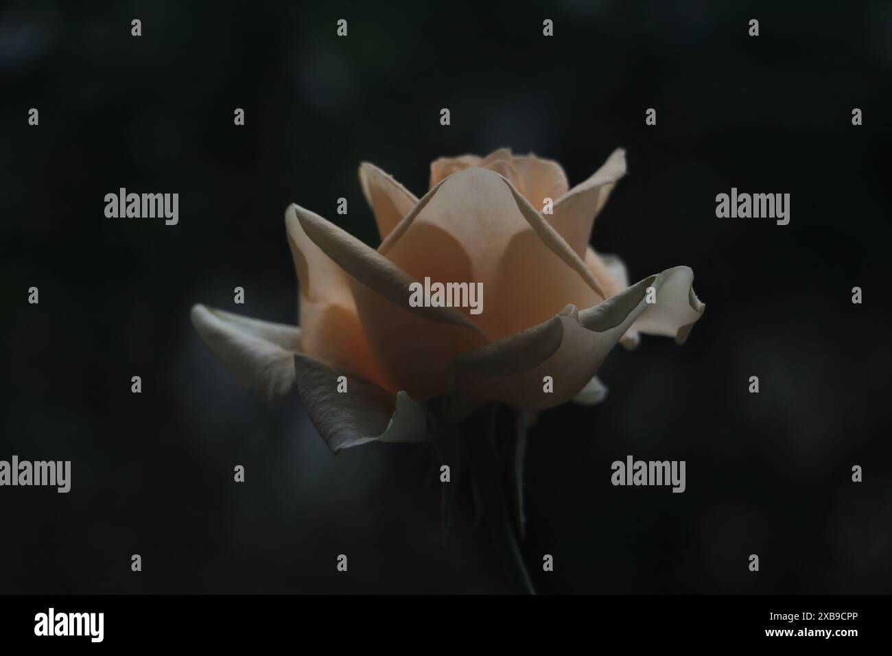 feature silky and wavy flower blooming , orange rose, beautiful and ...