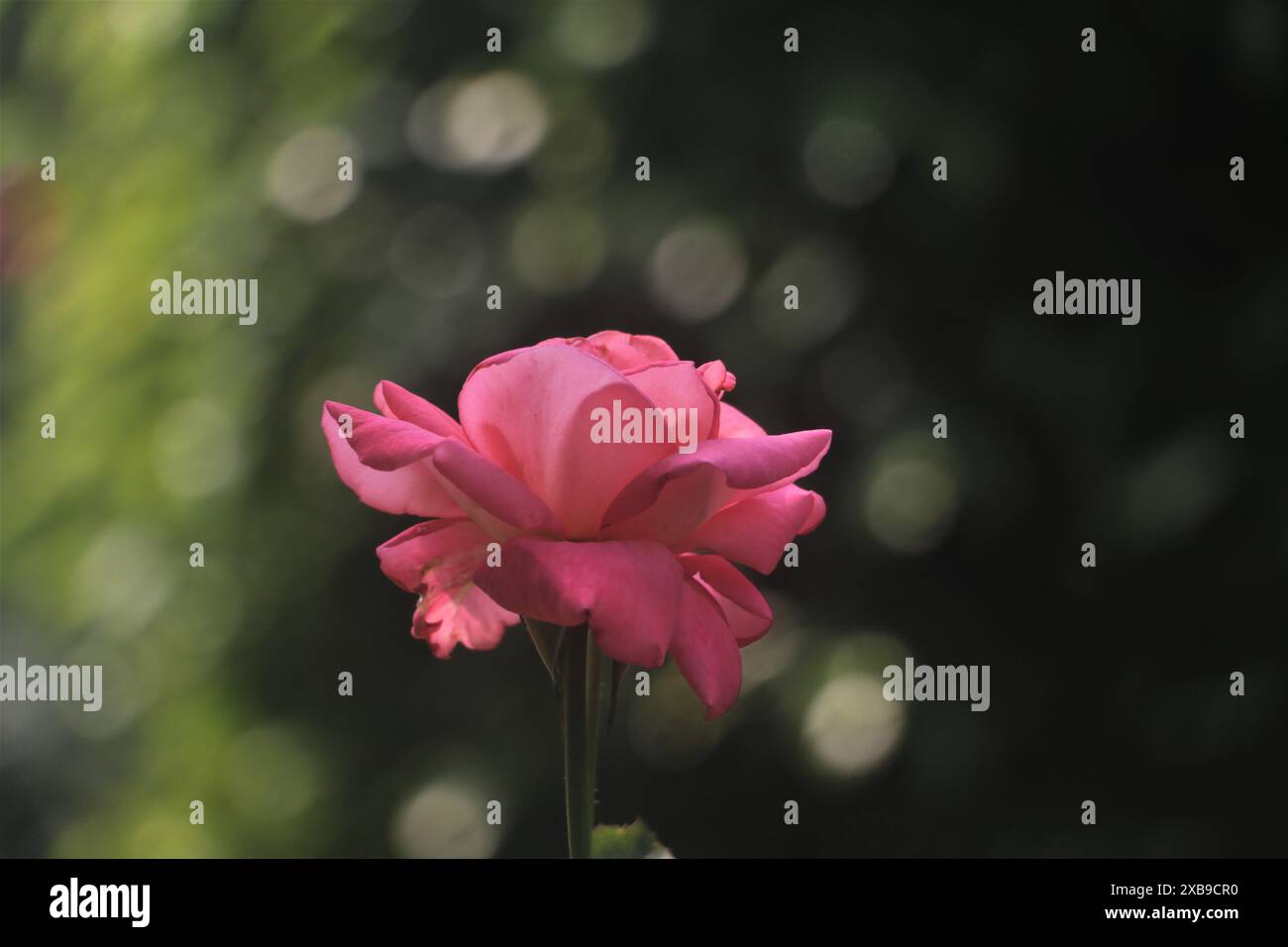 feature for rose blooming, pink red flower in garden Stock Photo - Alamy