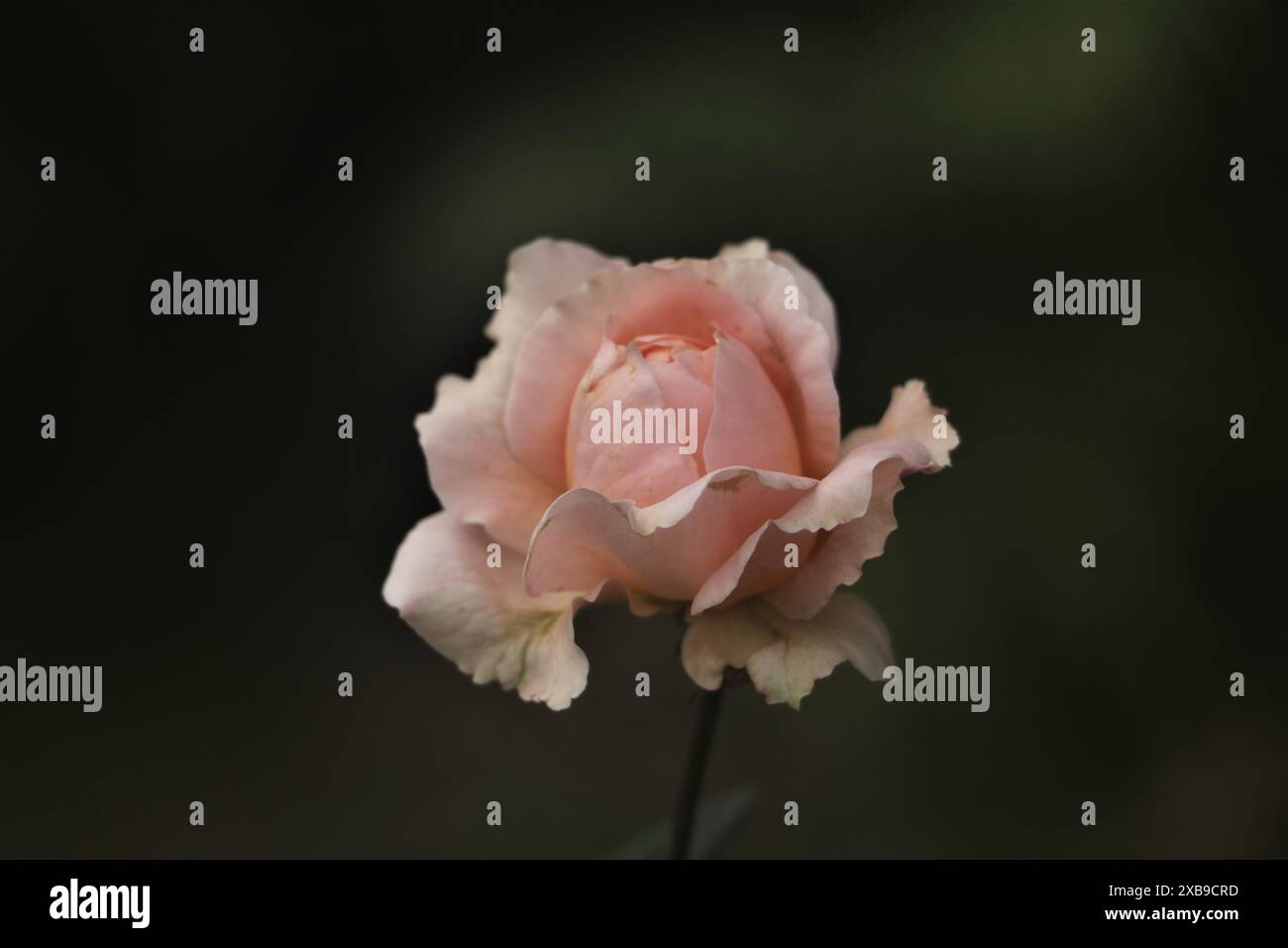 feature silky and wavy flower blooming , orange rose, beautiful and ...