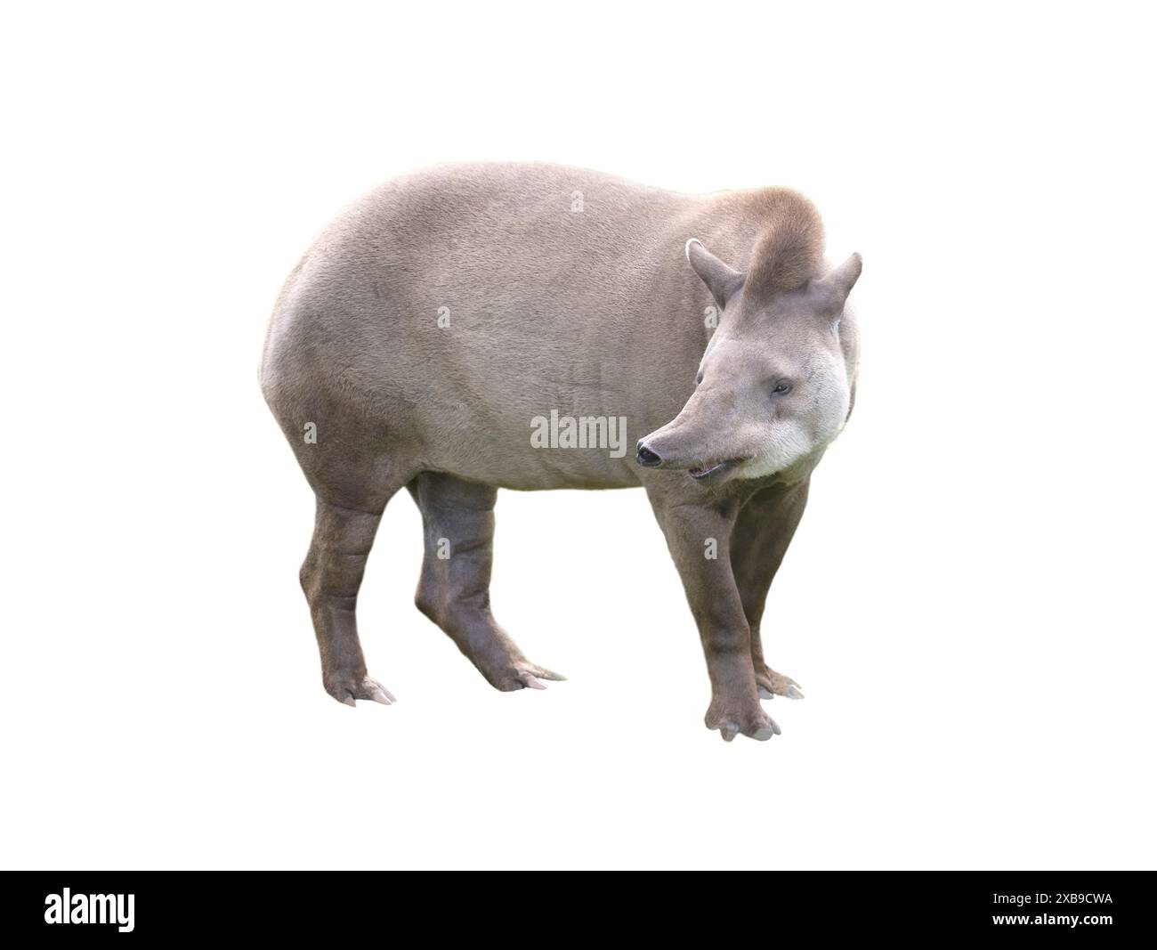 Big tapir Cut Out Stock Images & Pictures - Alamy