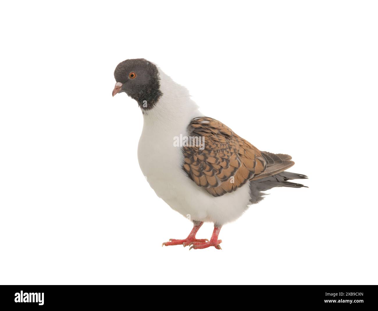 german modena pigeon isolated on white background Stock Photo - Alamy