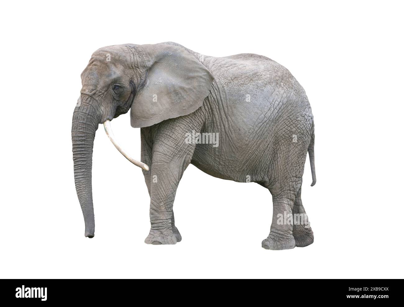 elephant with raised trunk isolated on white background Stock Photo - Alamy