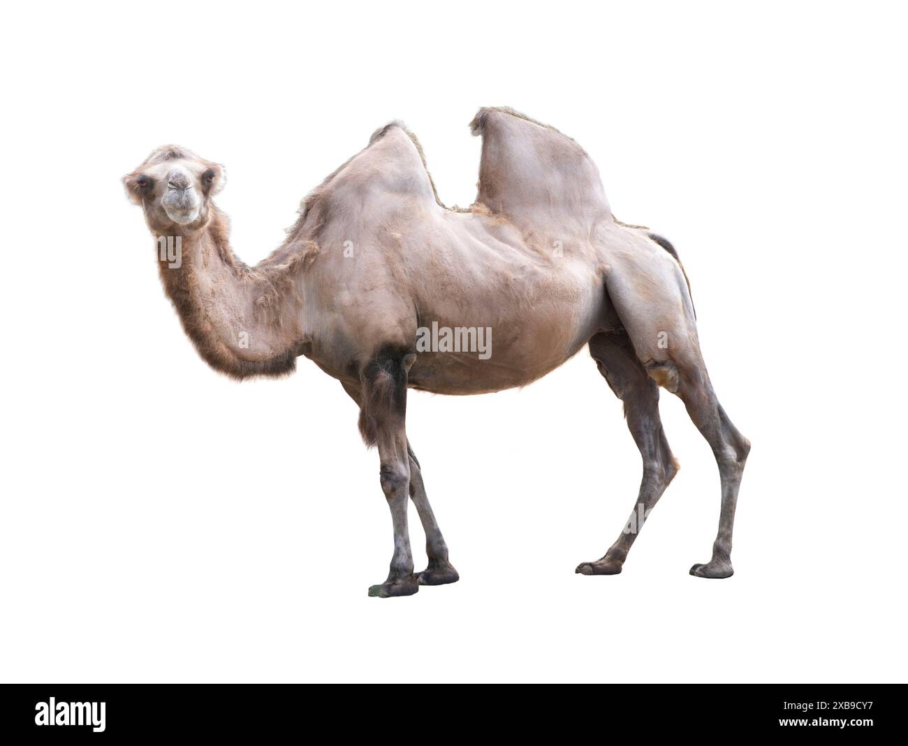 Camelus bactrianus on a white background Stock Photo - Alamy