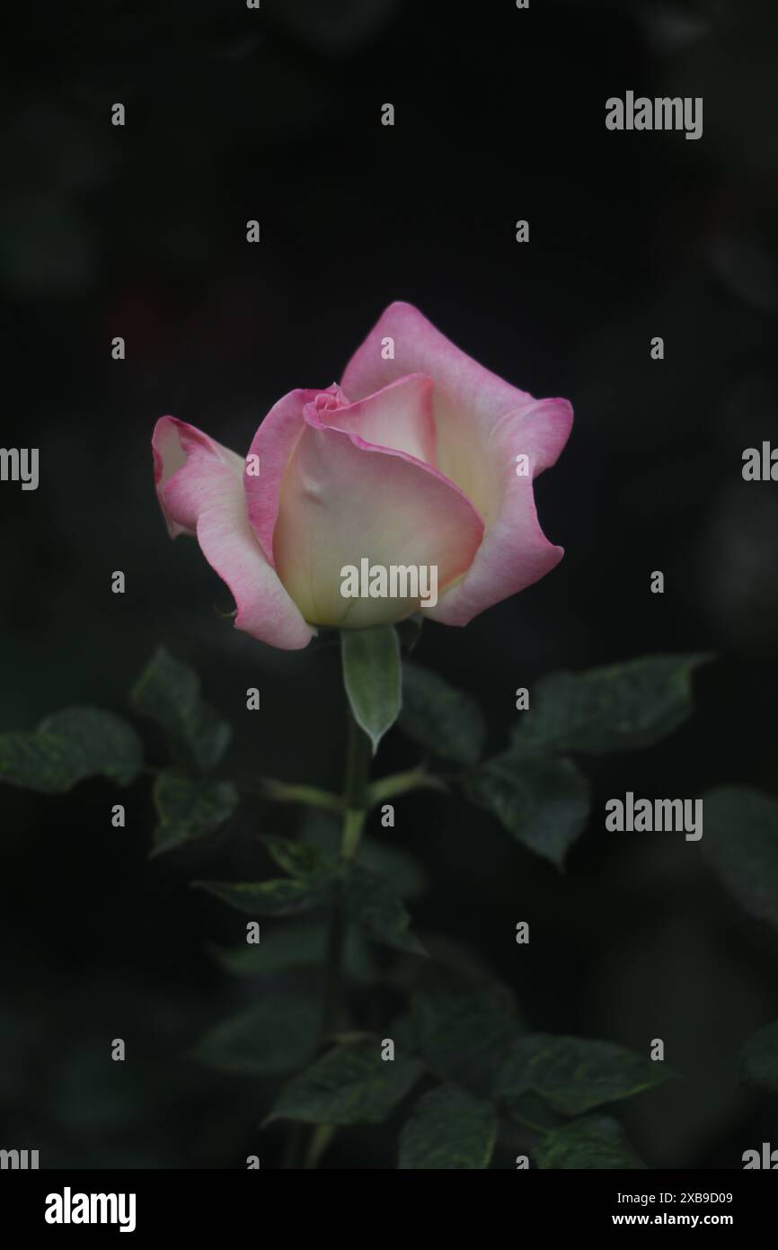 feature orange pink rose blooming, silky flower in dark background ...