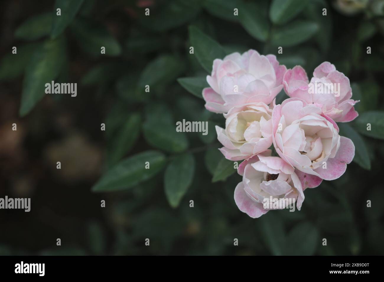 pink white rose blooming, bouquet of flower in garden spring, summer ...
