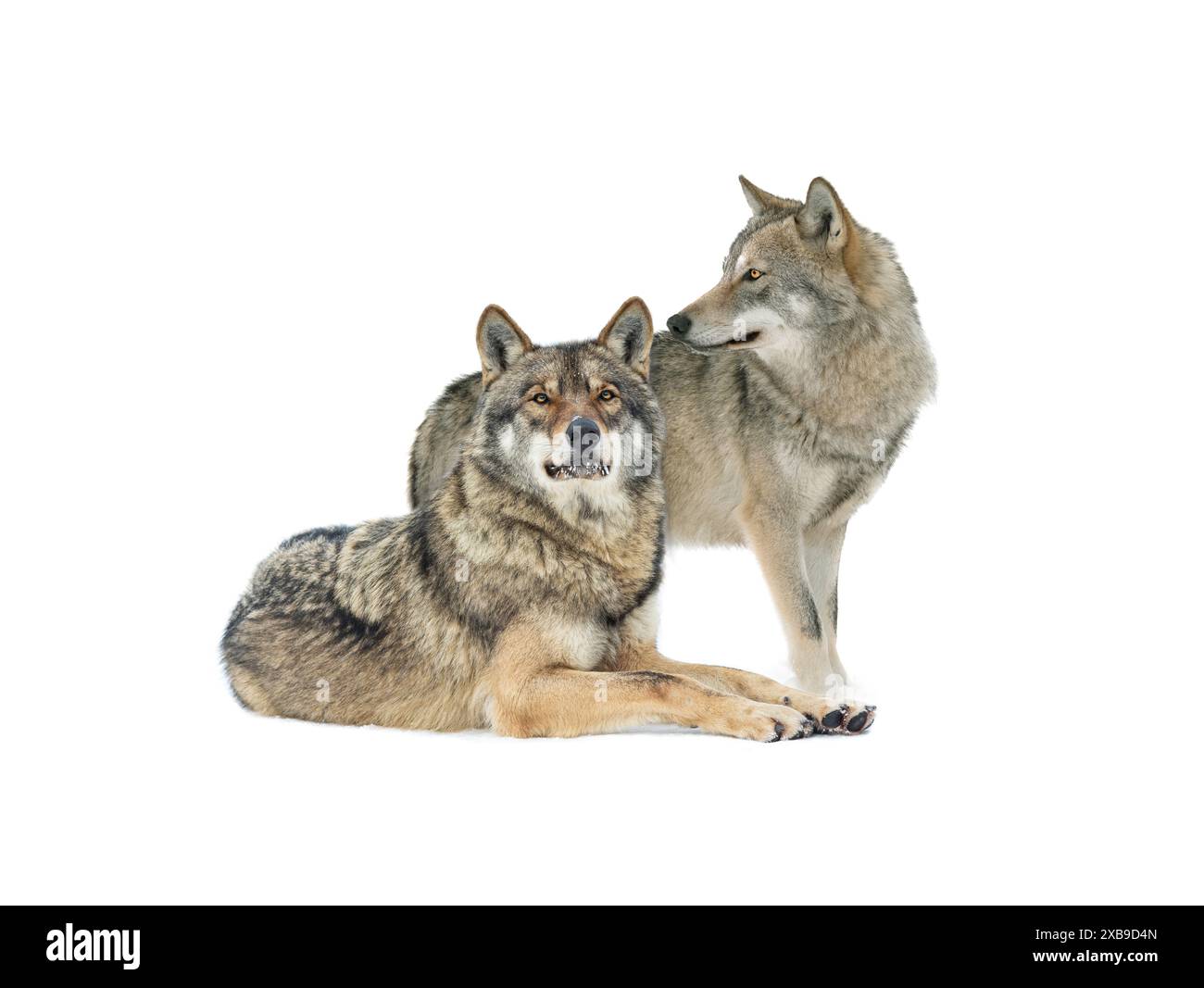 Standing gray wolf and she wolf in the snow in winter isolated on white ...