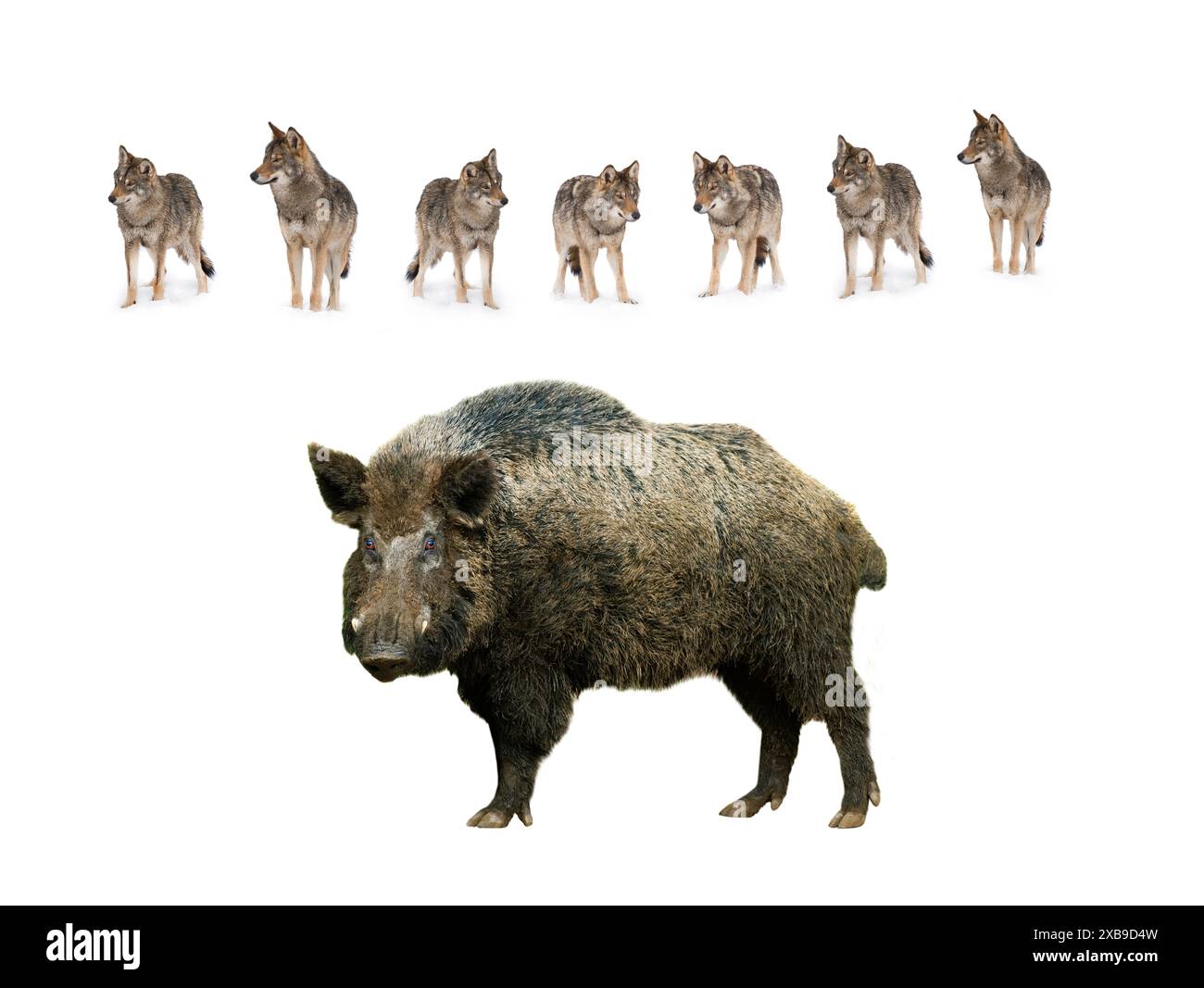 wolves (canis lupus) and wild boar isolated on snow on a white ...