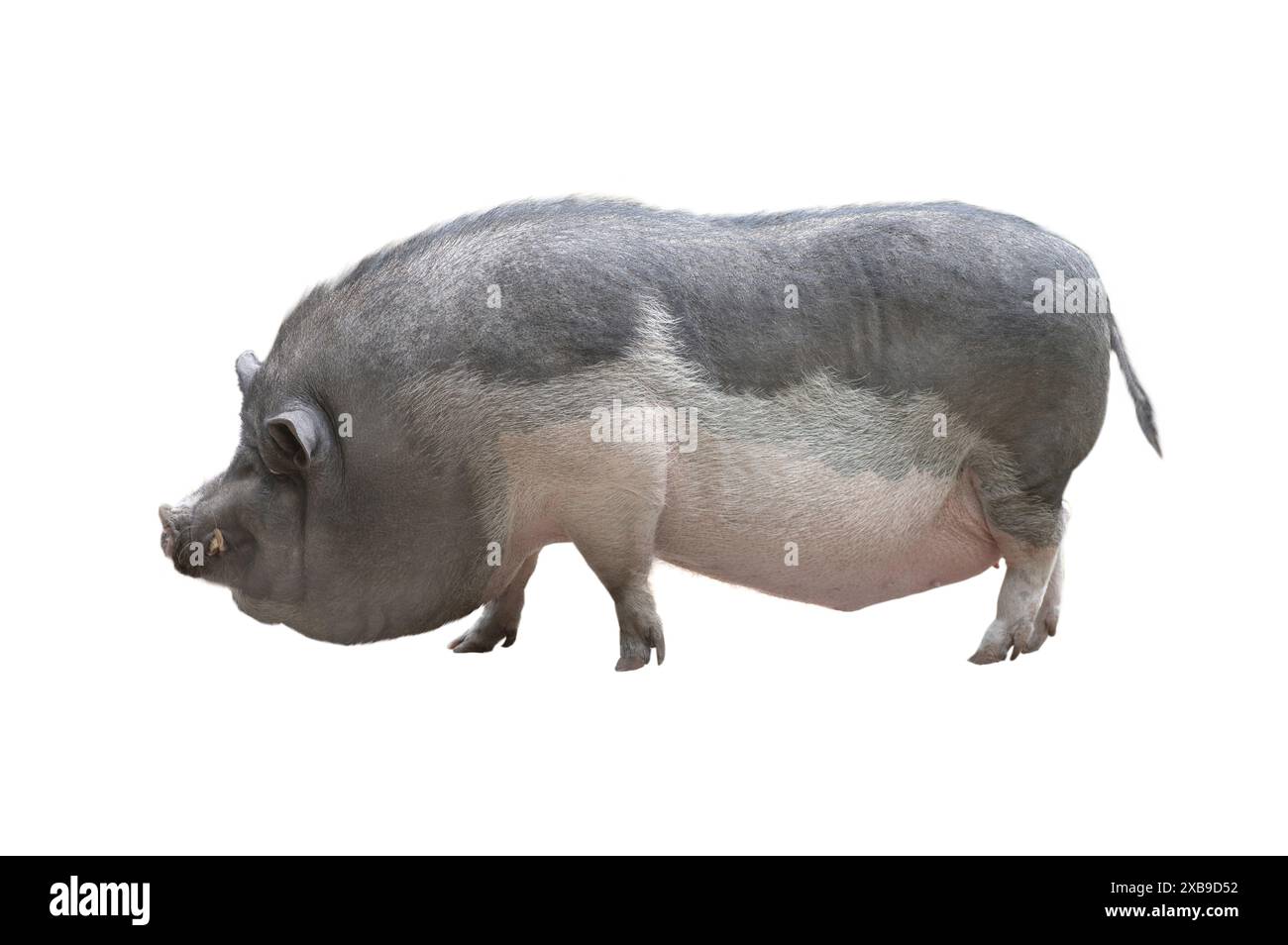 Pig on livestock farm farming Cut Out Stock Images & Pictures - Alamy