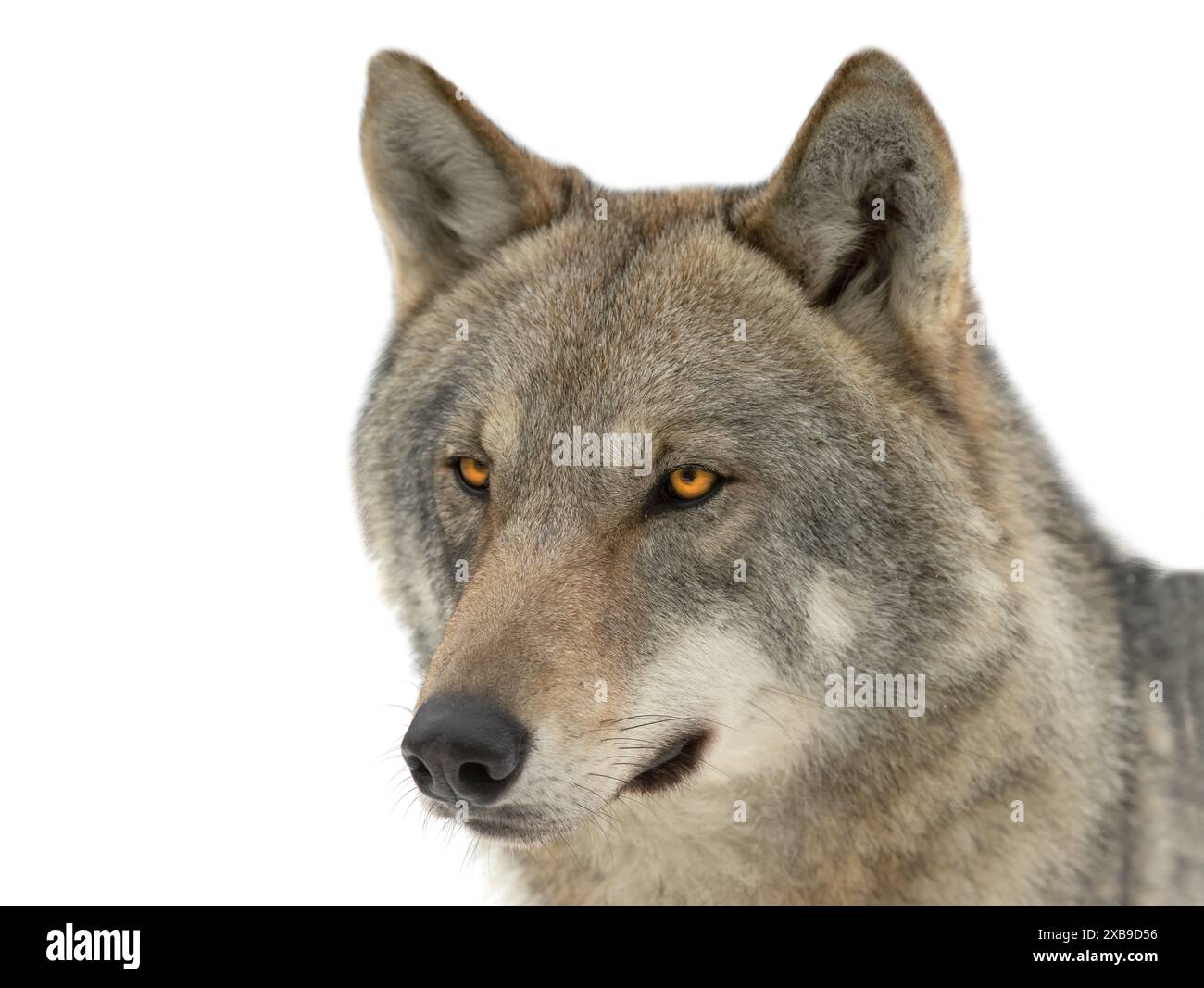 portrait gray she-wolf isolated on white background Stock Photo - Alamy