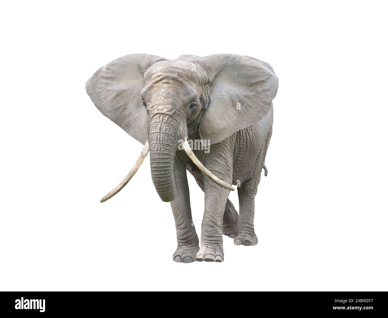 elephant with raised trunk isolated on white background Stock Photo - Alamy