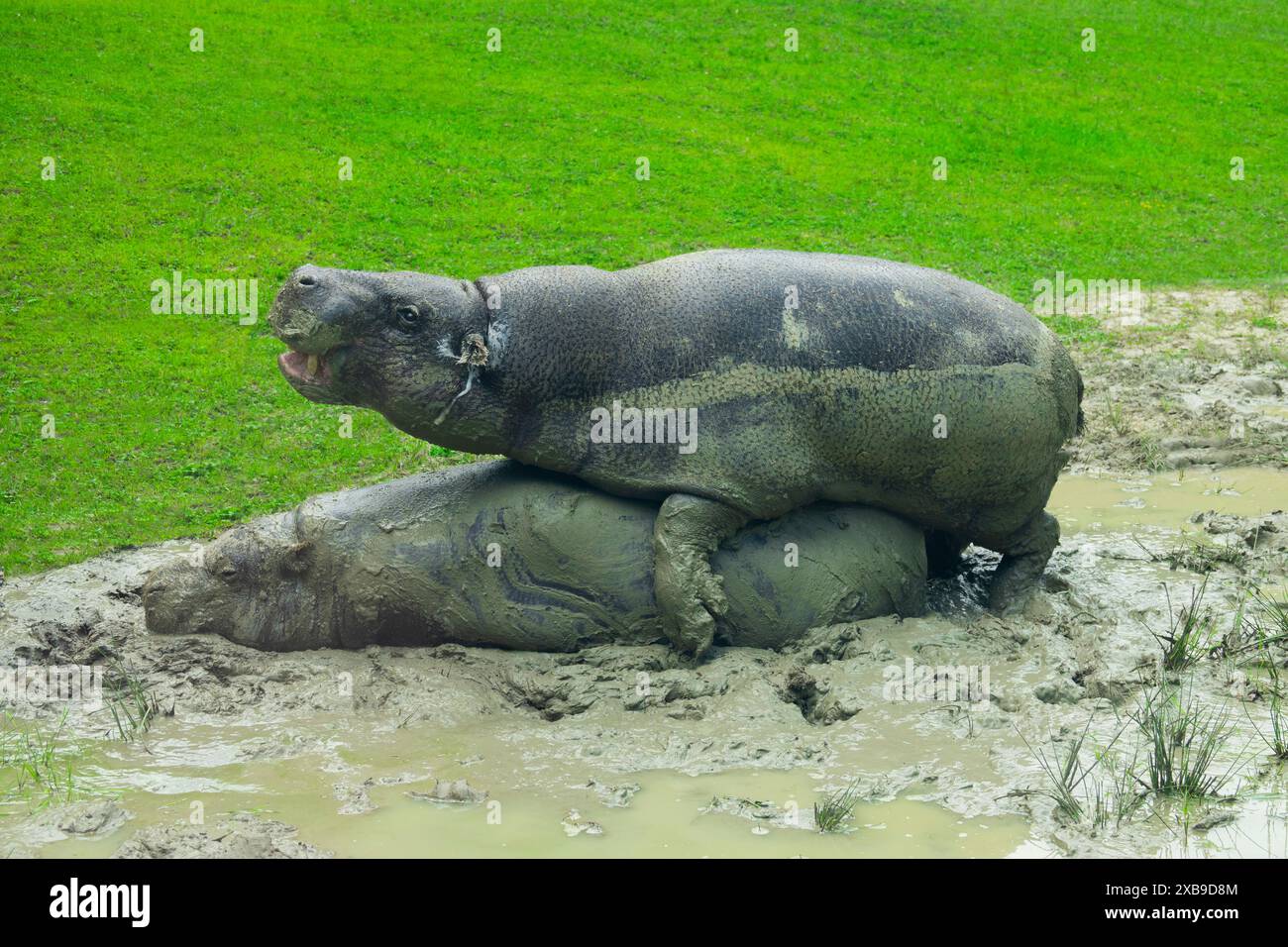 pygmy hippo breeding on green grass in natural environment Stock Photo ...