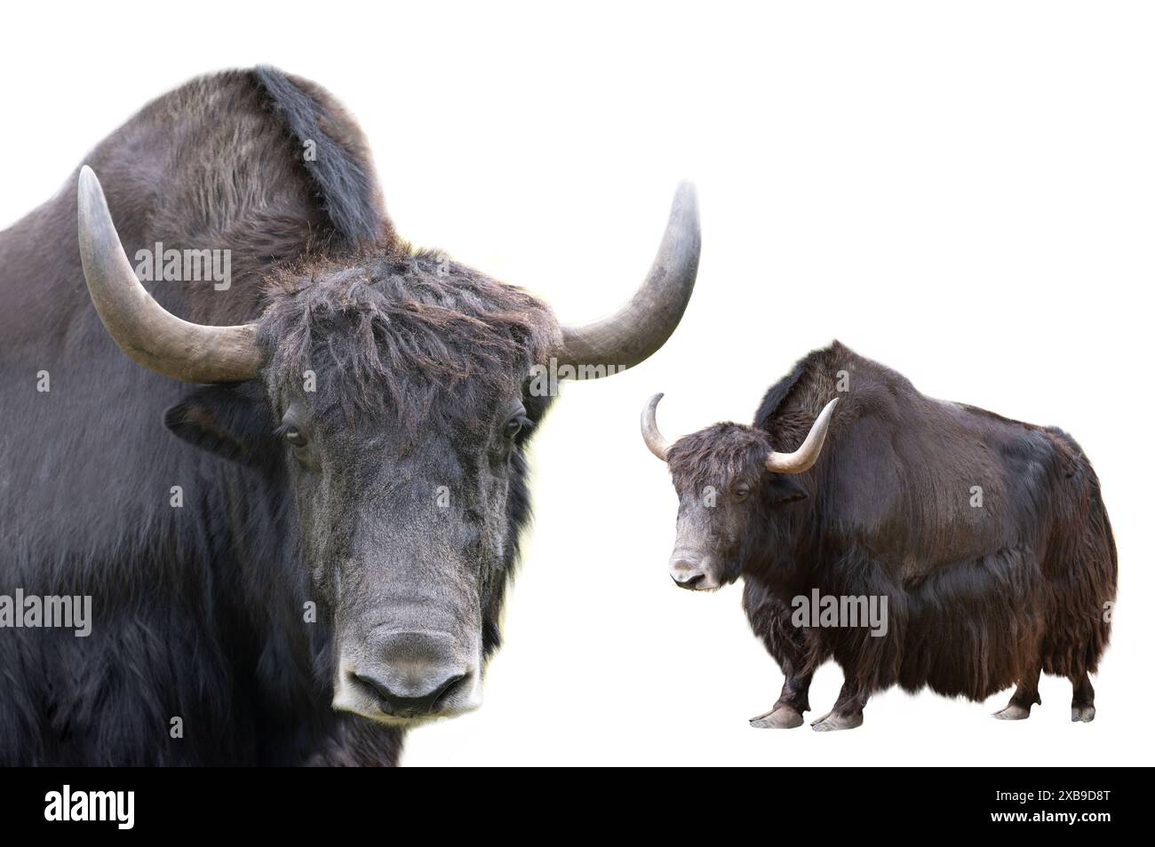two yak isolated on white background Stock Photo - Alamy