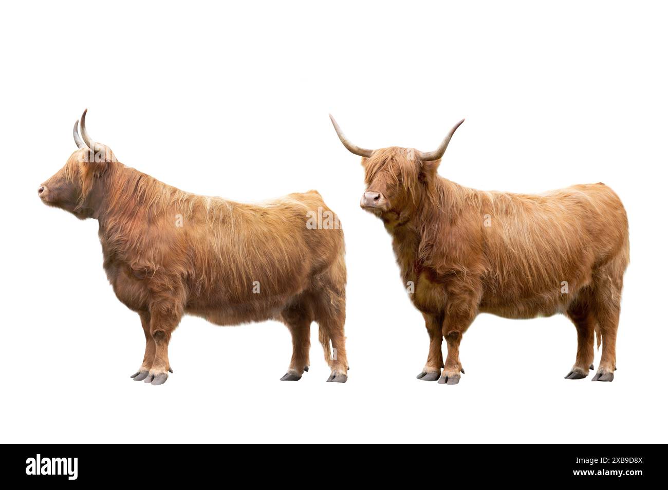 two higland cattle isolated on white background Stock Photo - Alamy