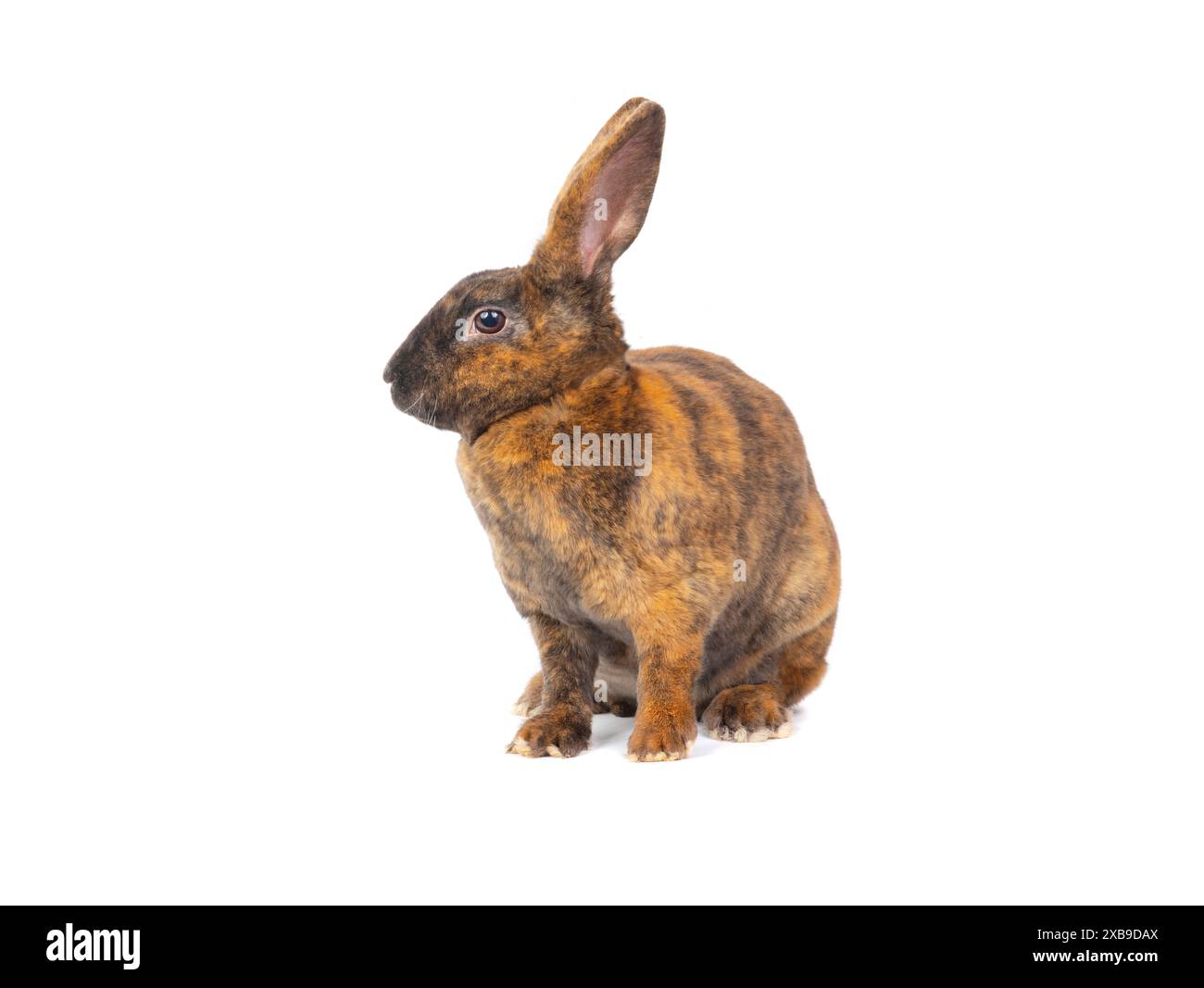 brown rabbits isolated on white background Stock Photo - Alamy