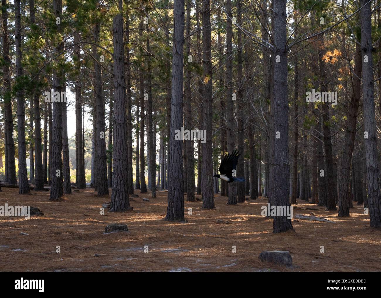 Tokai forest hi-res stock photography and images - Alamy