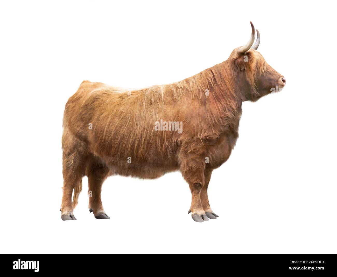 higland cattle isolated on white background Stock Photo - Alamy
