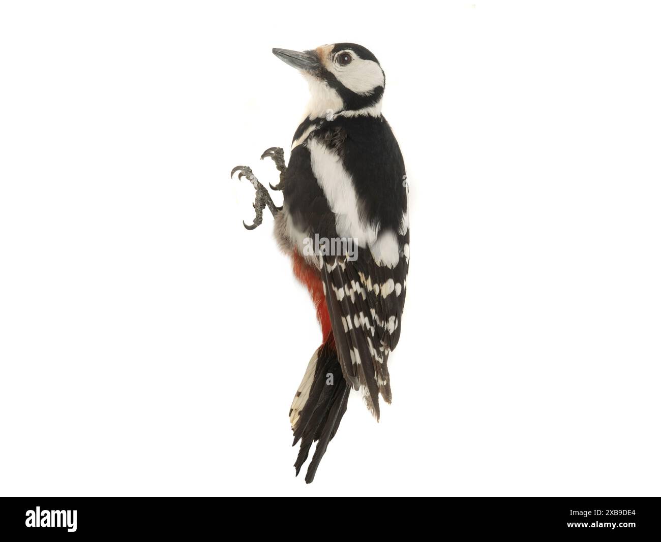 woodpecker isolated on white background Stock Photo - Alamy