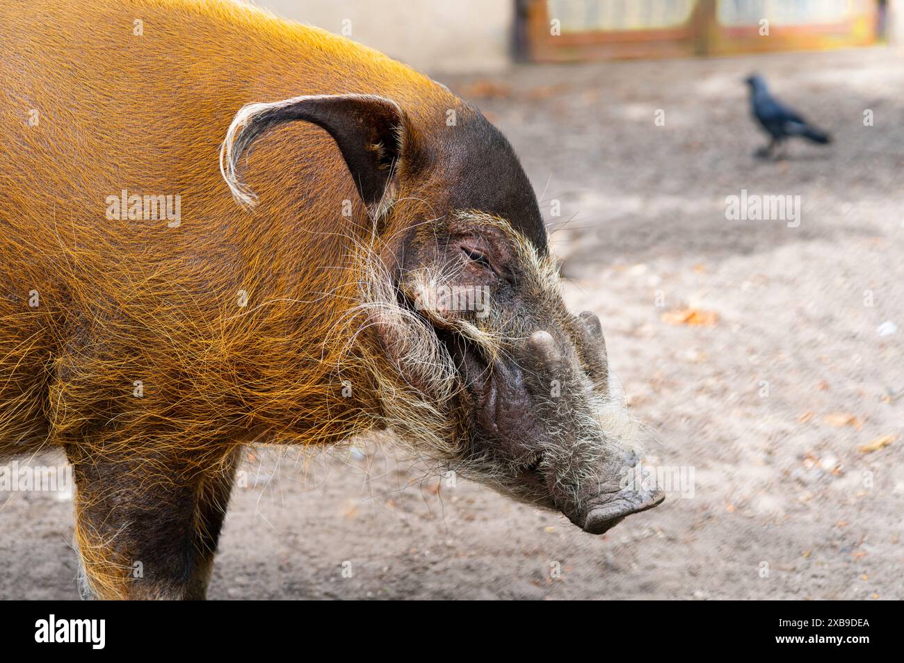portrait side view of a bush pig standing, Potamochoerus porcus Stock ...