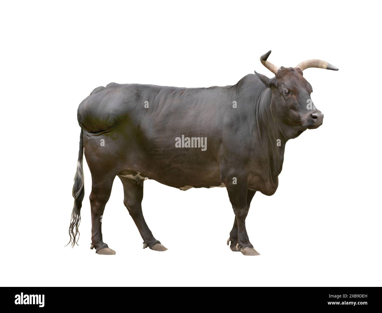 black zebu cattle isolated on white background Stock Photo - Alamy