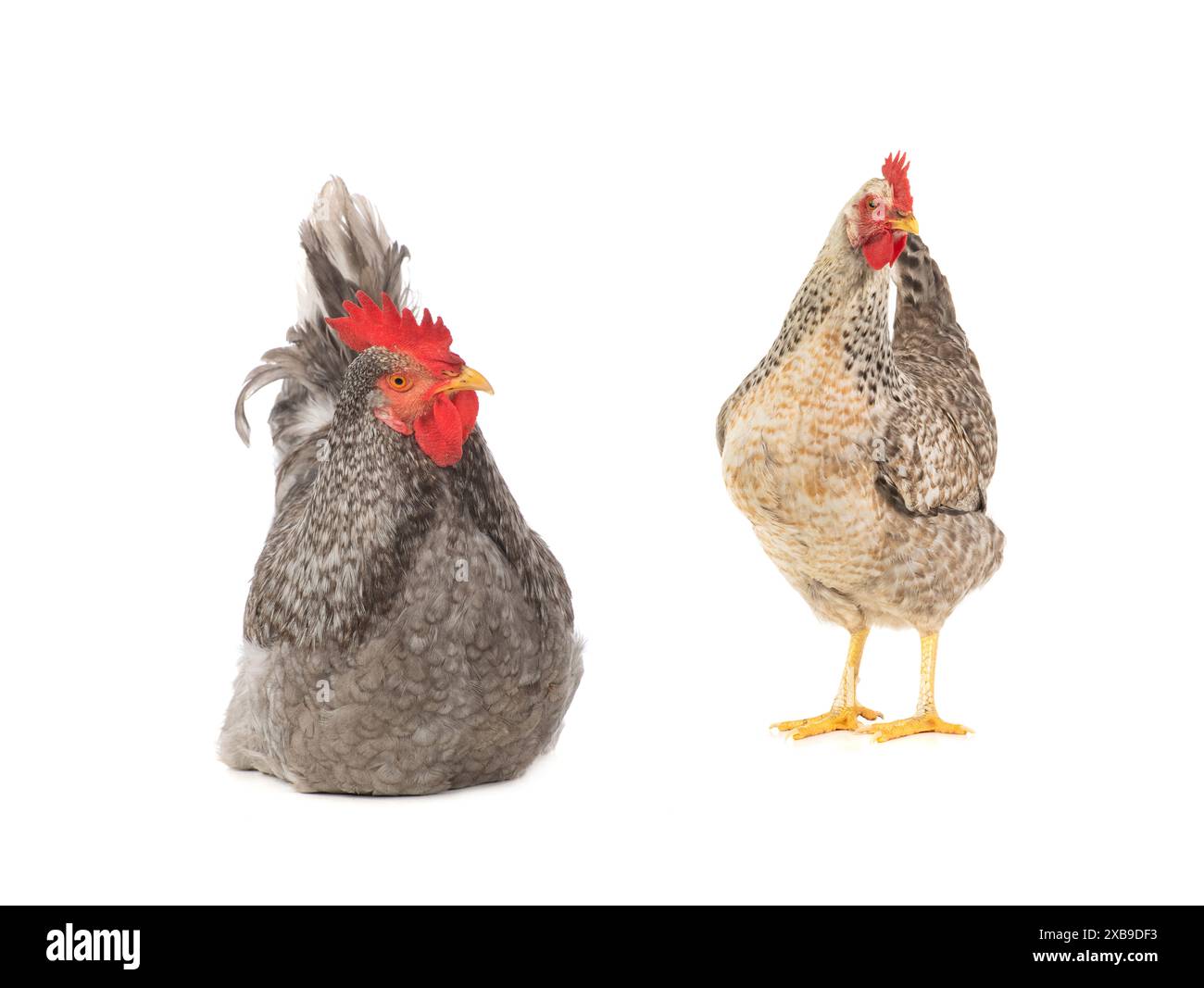 gray roosters and chiken isolated on white background Stock Photo - Alamy