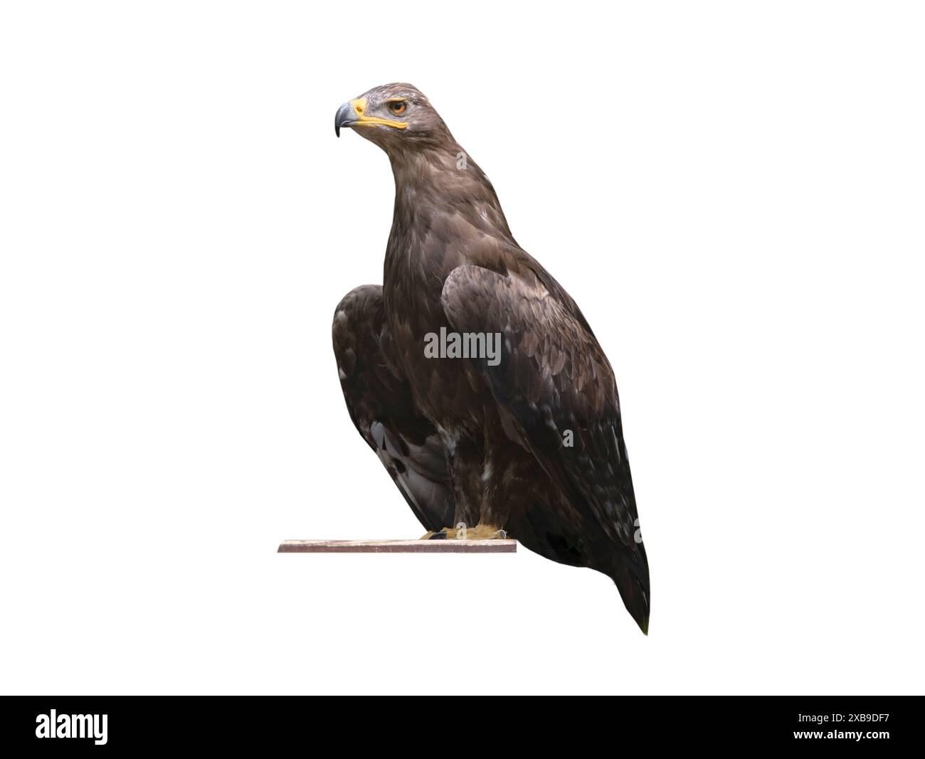 steppe eagle (aquila nipalensis) isolated on white background Stock ...