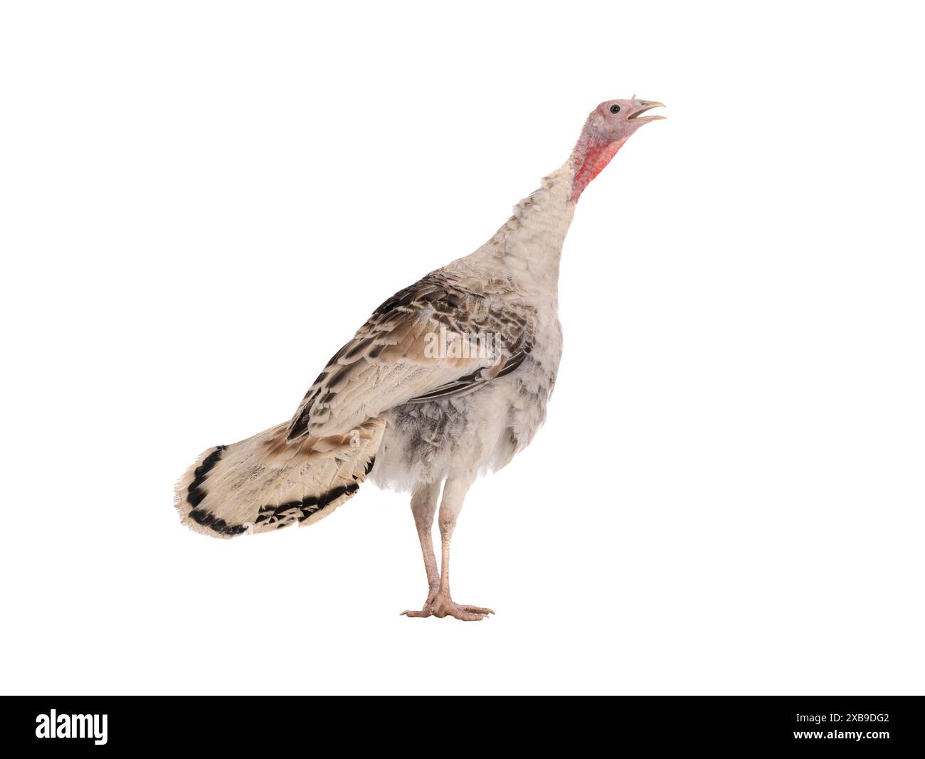 screaming female turkey isolated on white background Stock Photo - Alamy