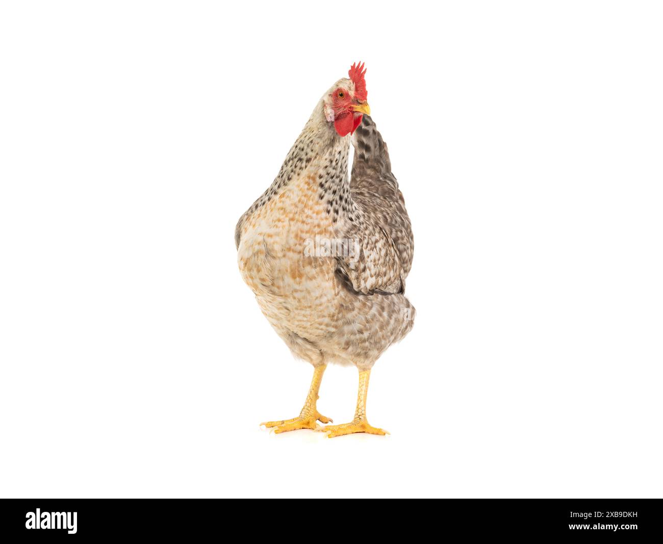 chicken sitting isolated on white background Stock Photo - Alamy