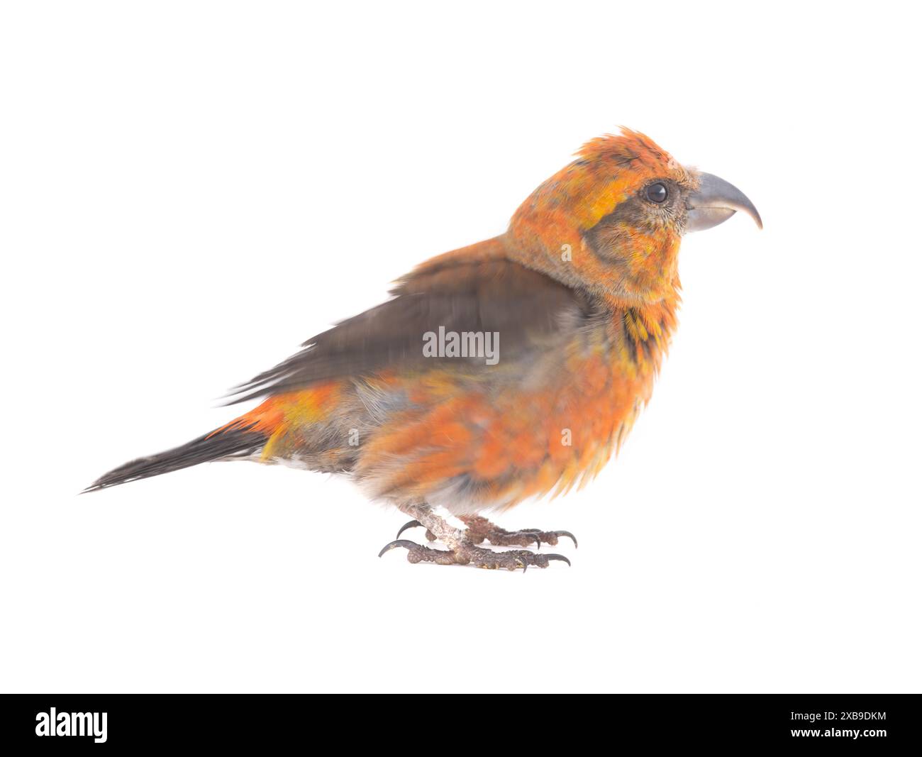 male red crossbill (loxia curvirostra) flutter with feathers isolated ...