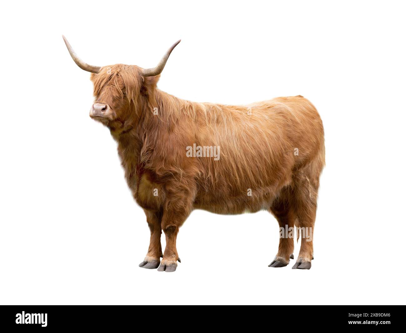 higland cattle isolated on white background Stock Photo - Alamy