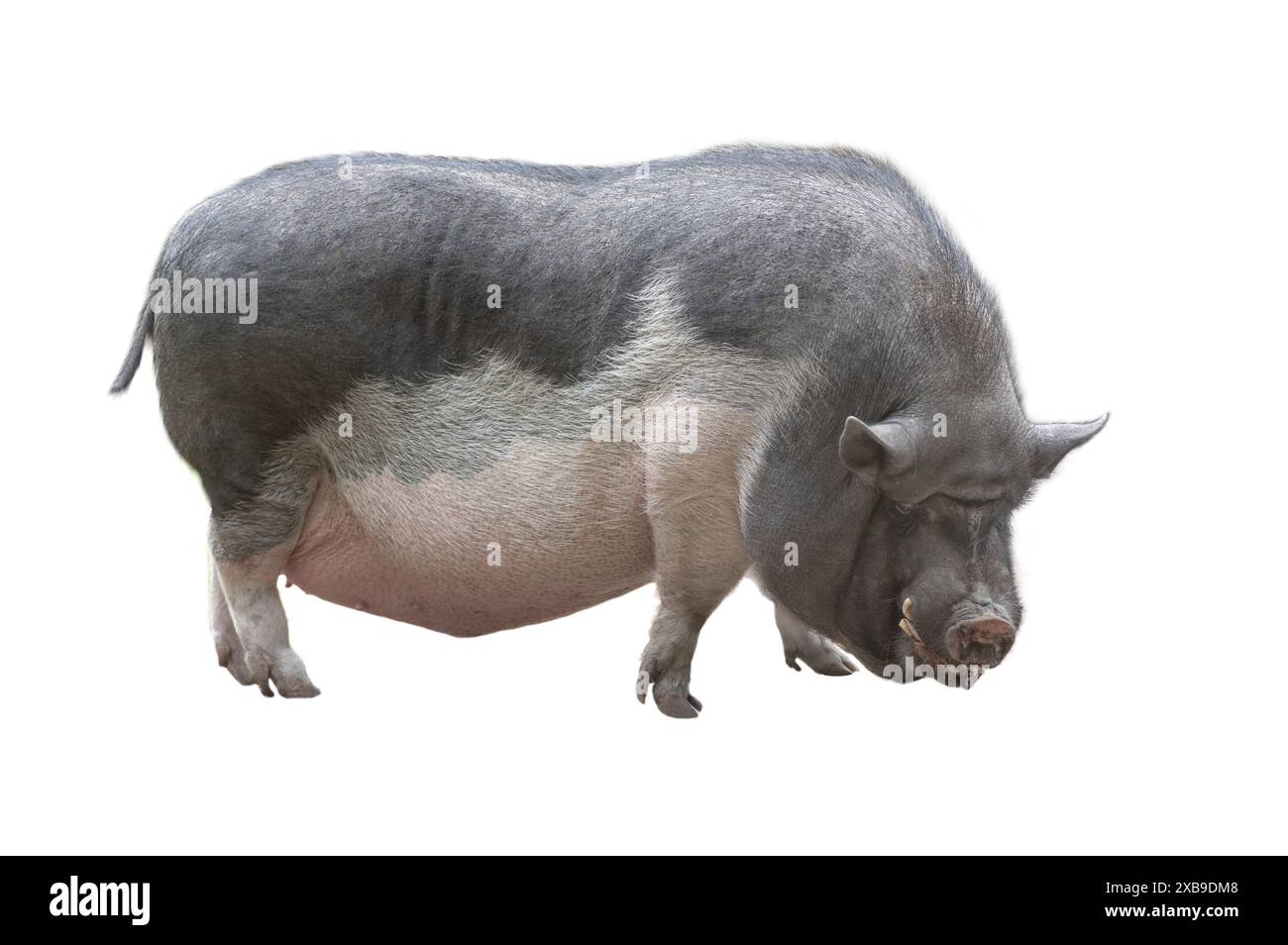 fat pig isolated on white background Stock Photo - Alamy