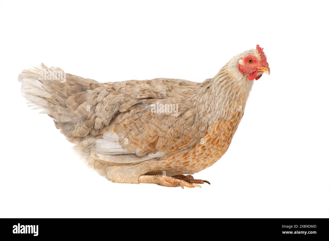 chicken sitting isolated on white background Stock Photo - Alamy