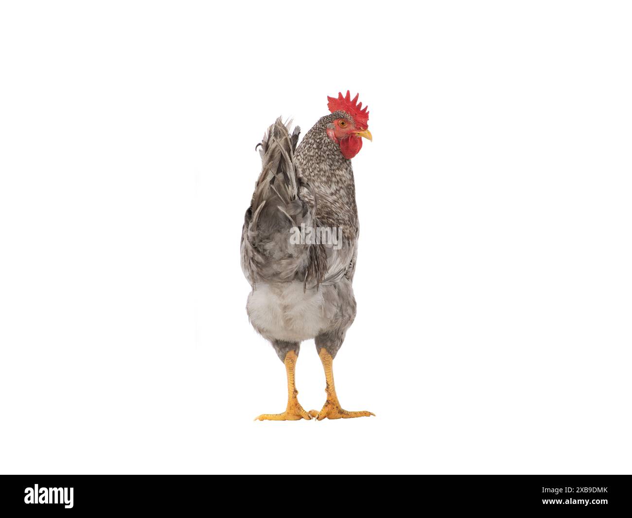gray rooster isolated on white background Stock Photo - Alamy