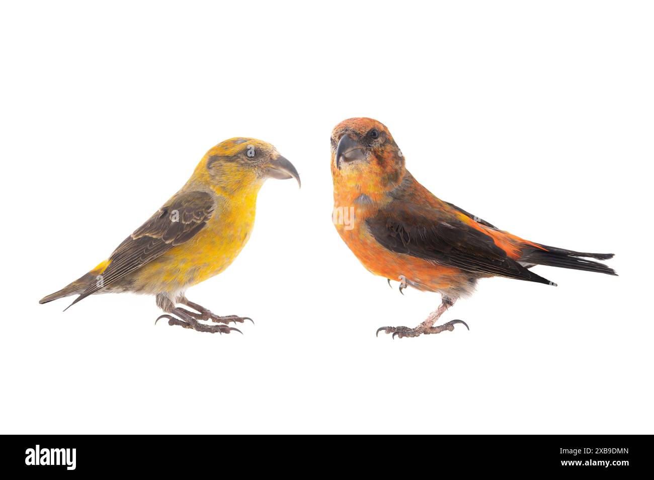 Male And Female Crossbill Loxia Curvirostra Standing On One Leg Isolated On White Background