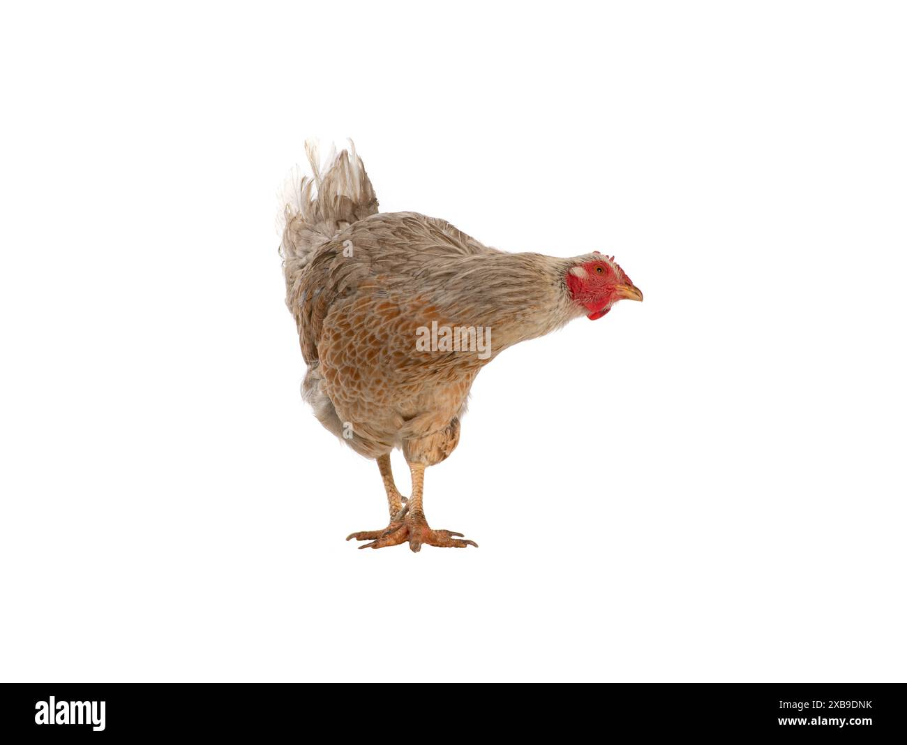 chicken isolated on white background Stock Photo - Alamy