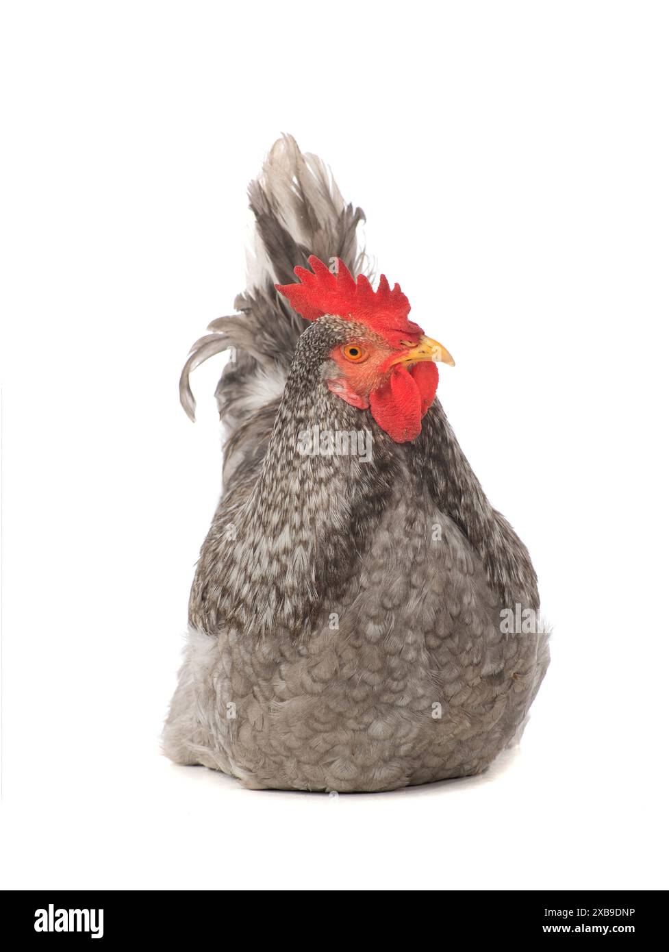 gray roosters isolated on white background Stock Photo - Alamy
