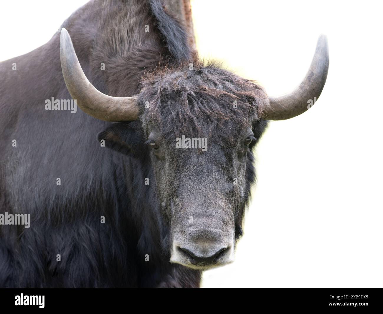 portrait yak isolated on white background Stock Photo - Alamy