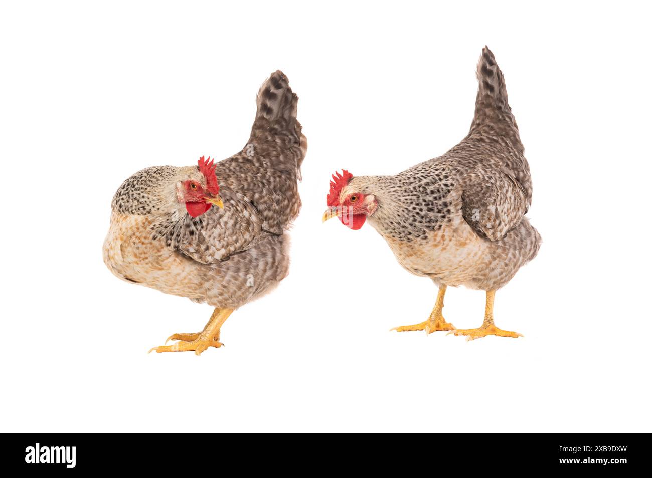 Hens Cut Out Stock Images & Pictures - Alamy