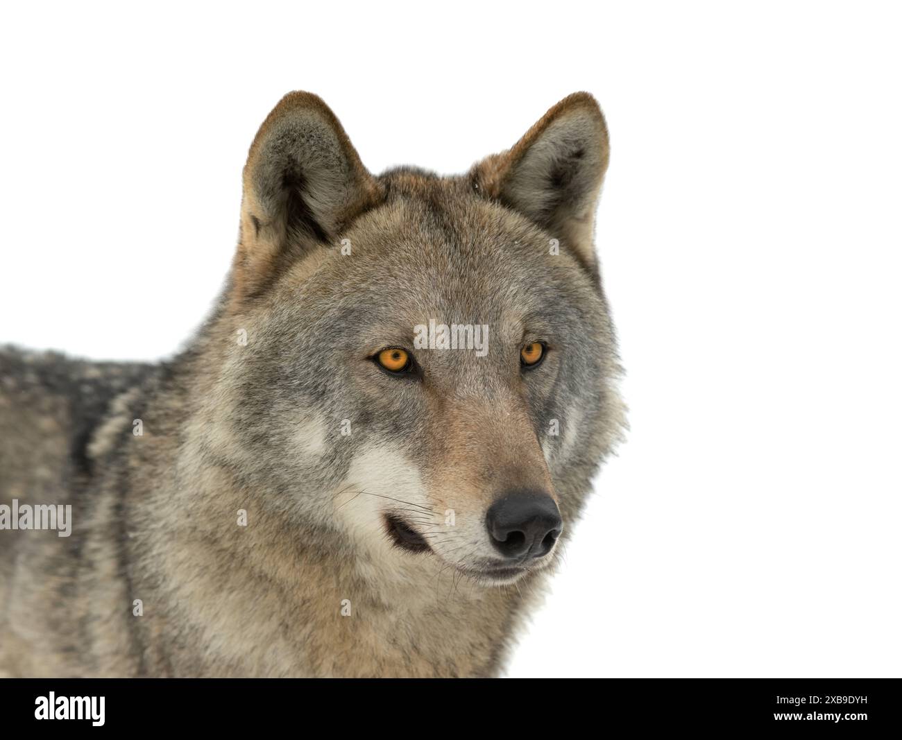 portrait of a she-wolf isolated on white background Stock Photo - Alamy