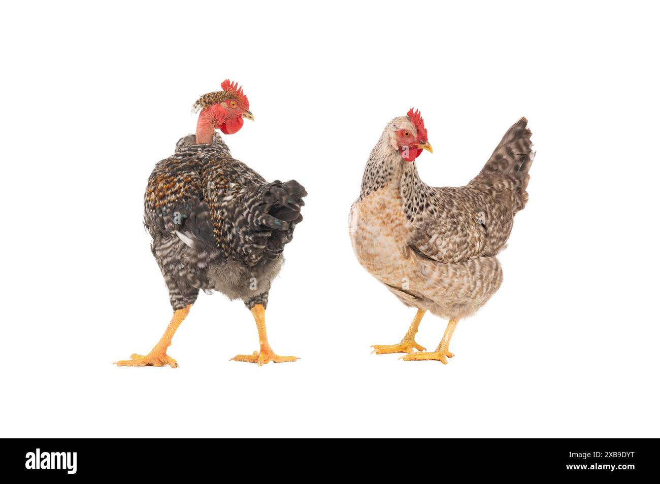 gray rooster gray laying hen isolated on white background Stock Photo ...