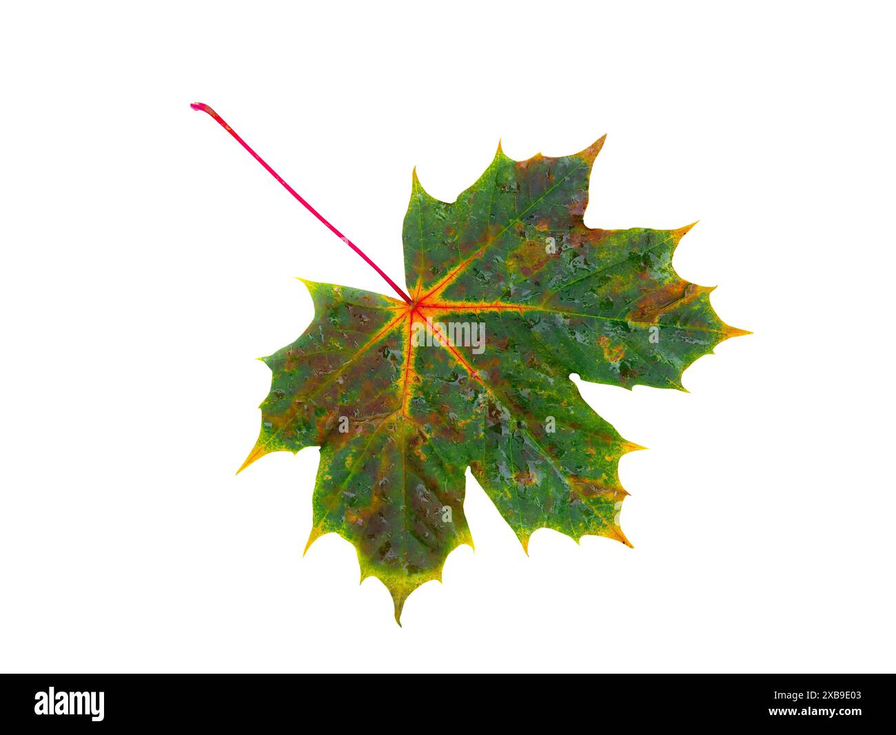 autumn maple leaf isolated on white background Stock Photo - Alamy