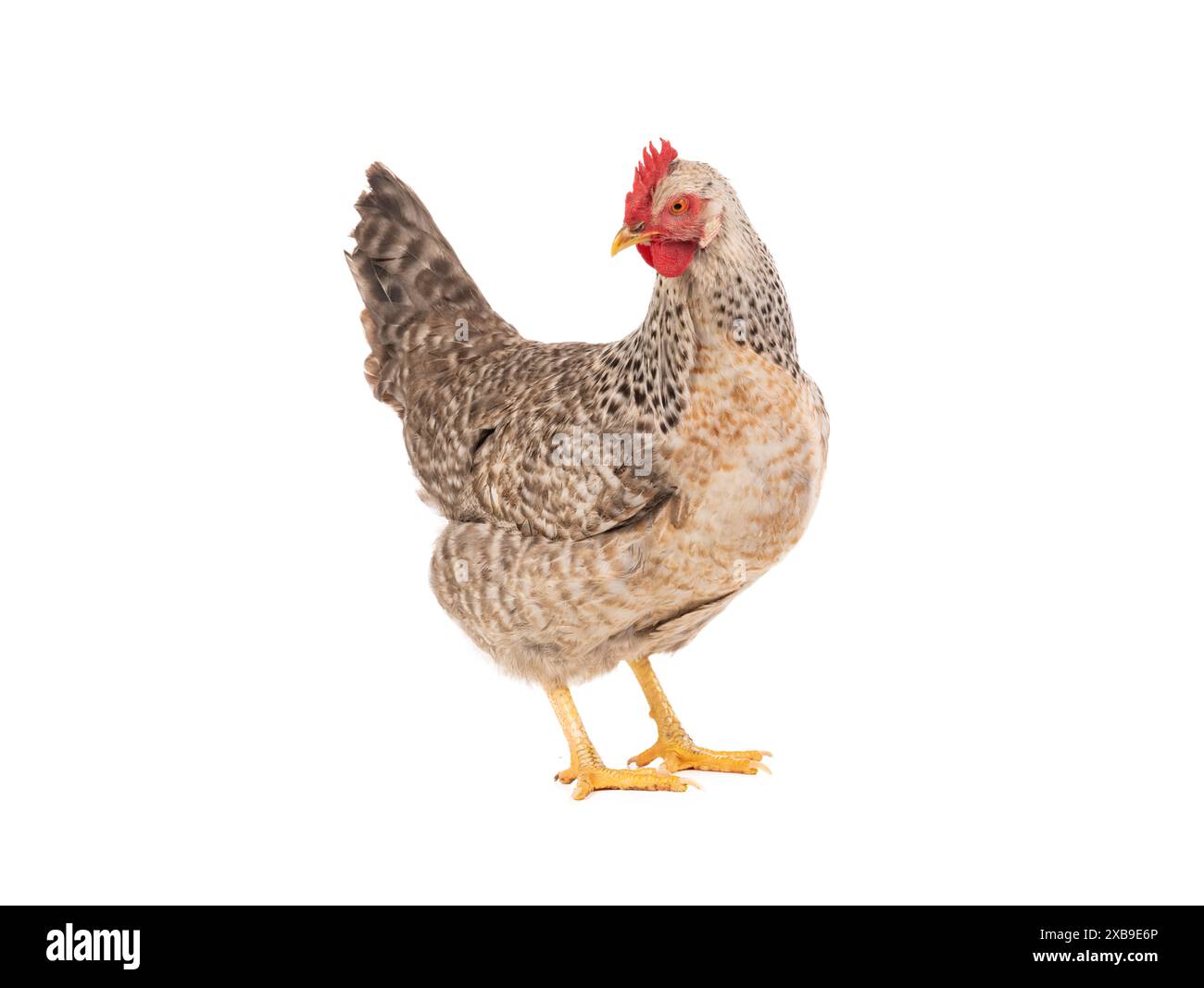 gray laying hen isolated on white background Stock Photo - Alamy
