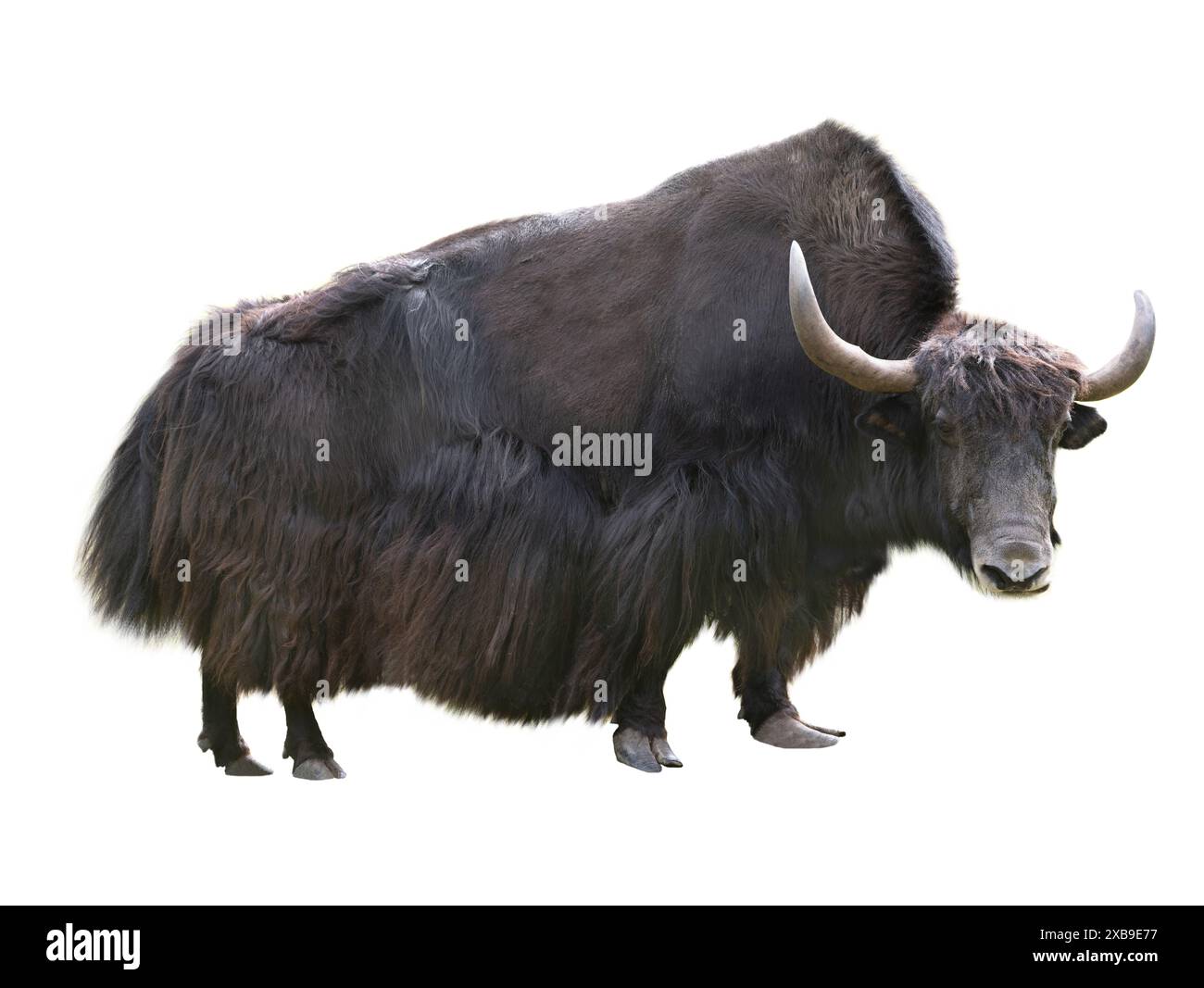 Yak isolated on white background Stock Photo - Alamy