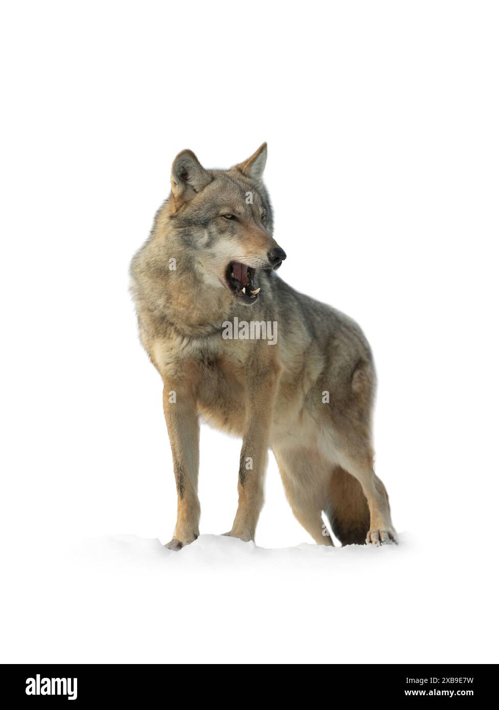 howling gray wolf isolated on white background Stock Photo - Alamy