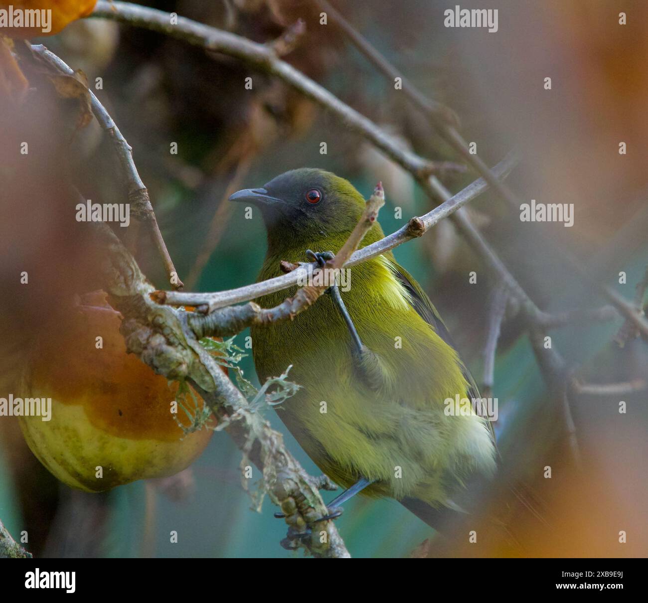 A New Zealand Bellbird (Maori name: Korimako) on winter day feeding on ...
