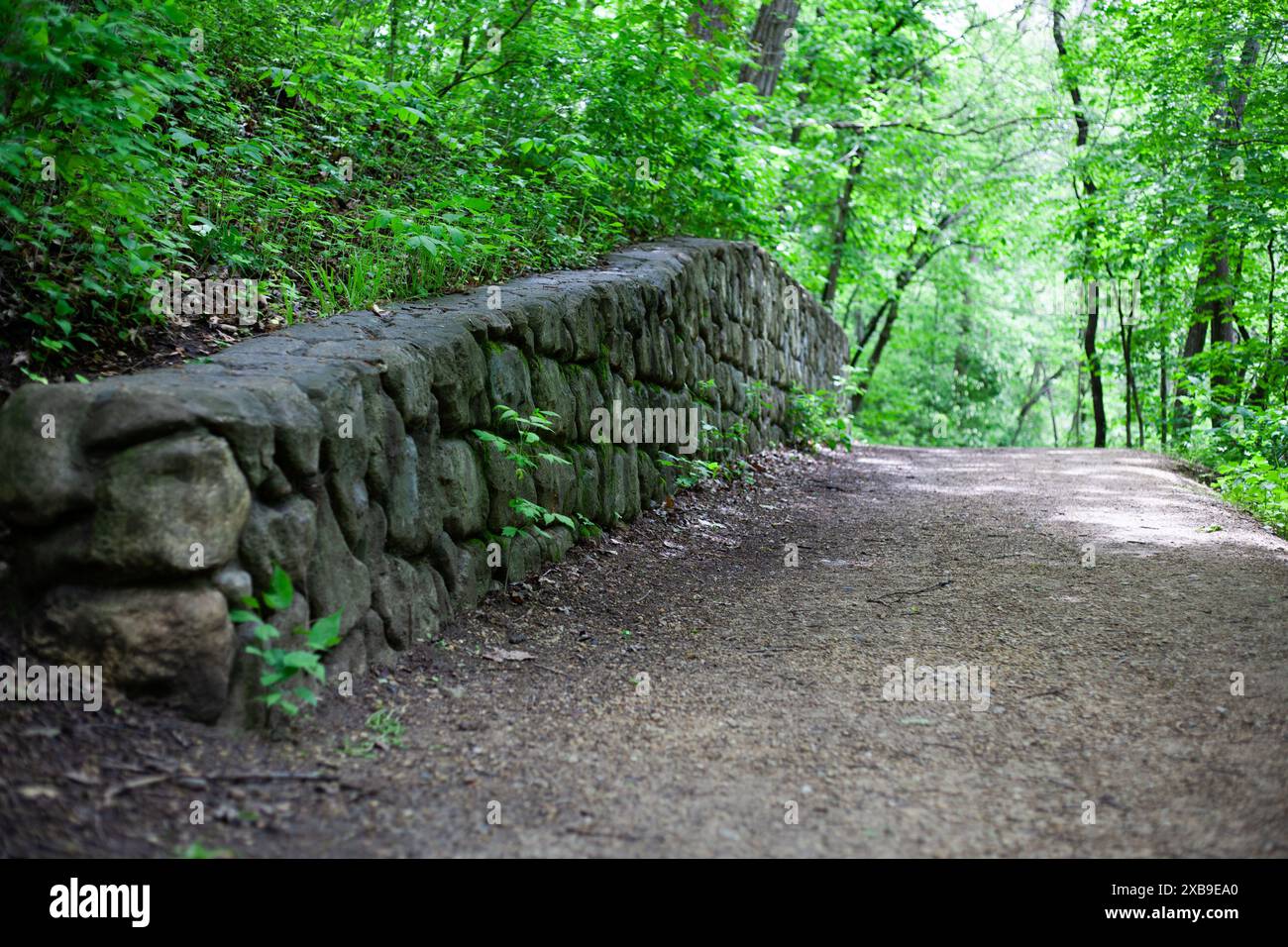 A scenic forest path with a stone retaining wall surrounded by lush ...